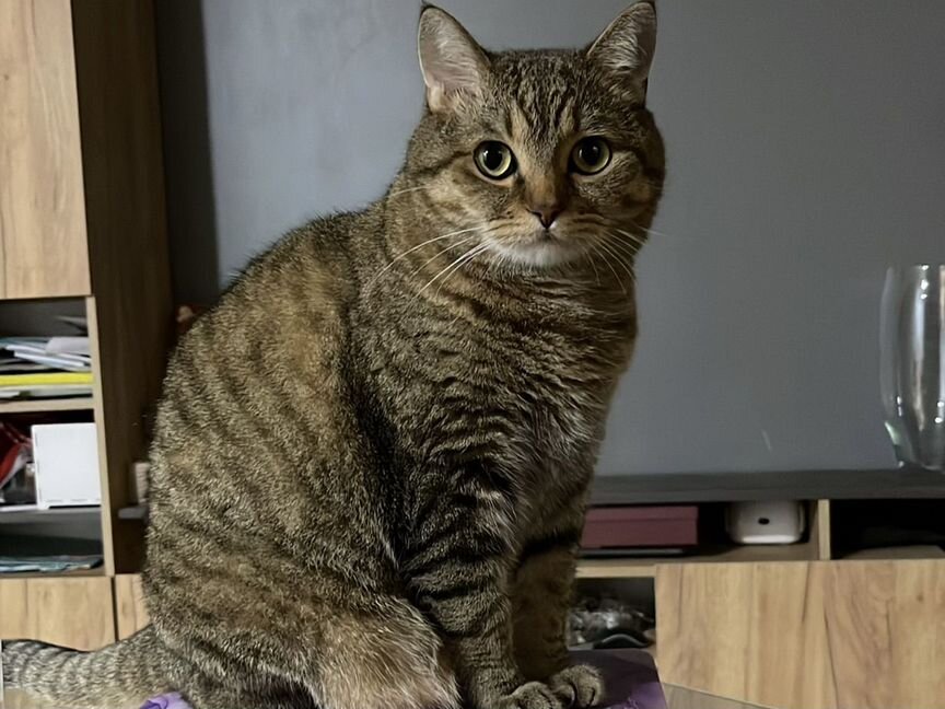 Шотландский прямоухий кот