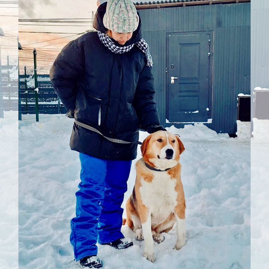 Взрослый пёс в добрые руки