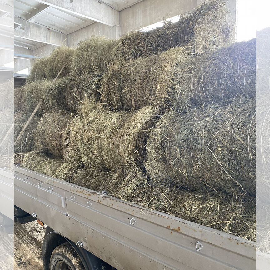 Сено в рулонах