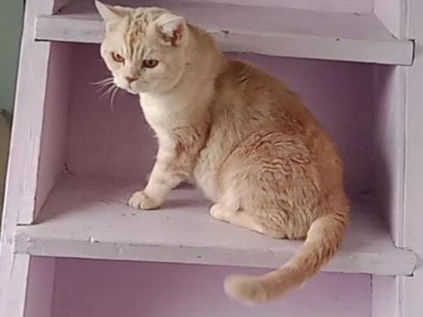 Британский кот
