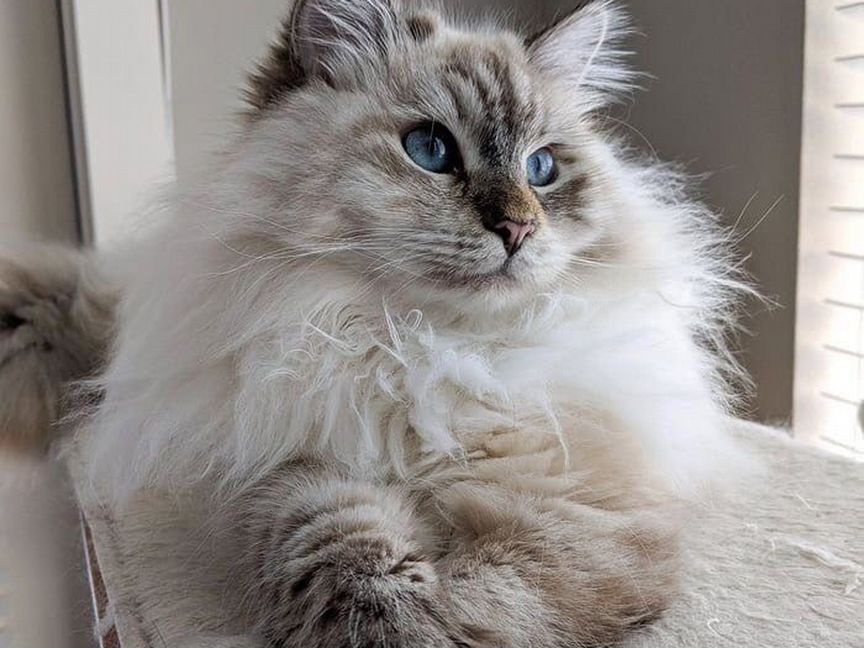 Котята от невской маскарадной