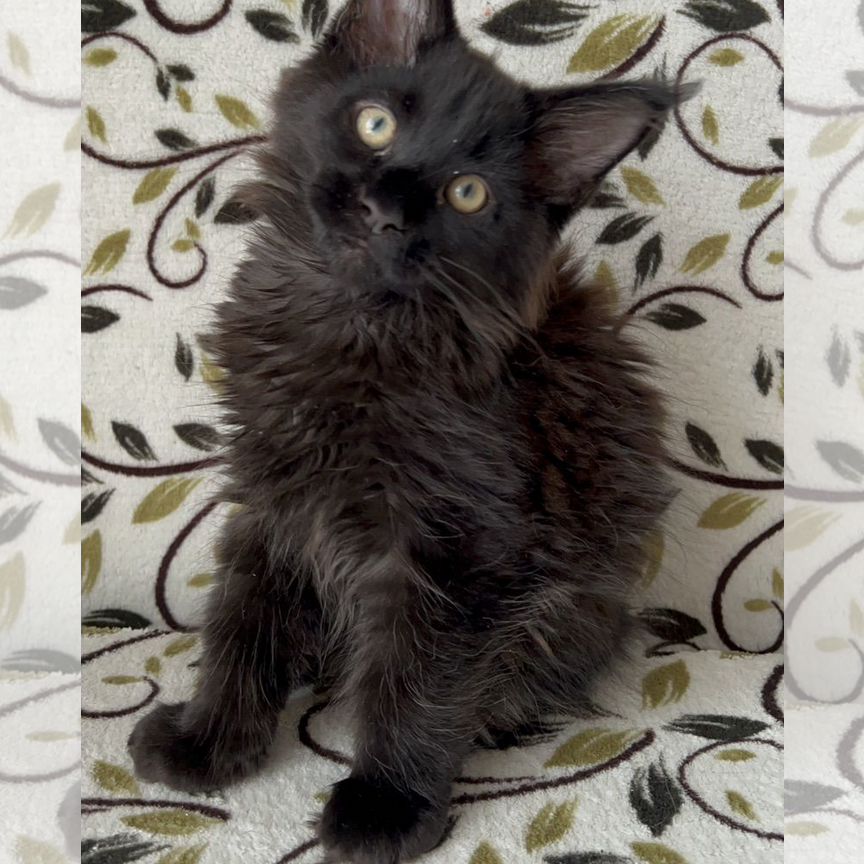 Мейн-кун котёнок