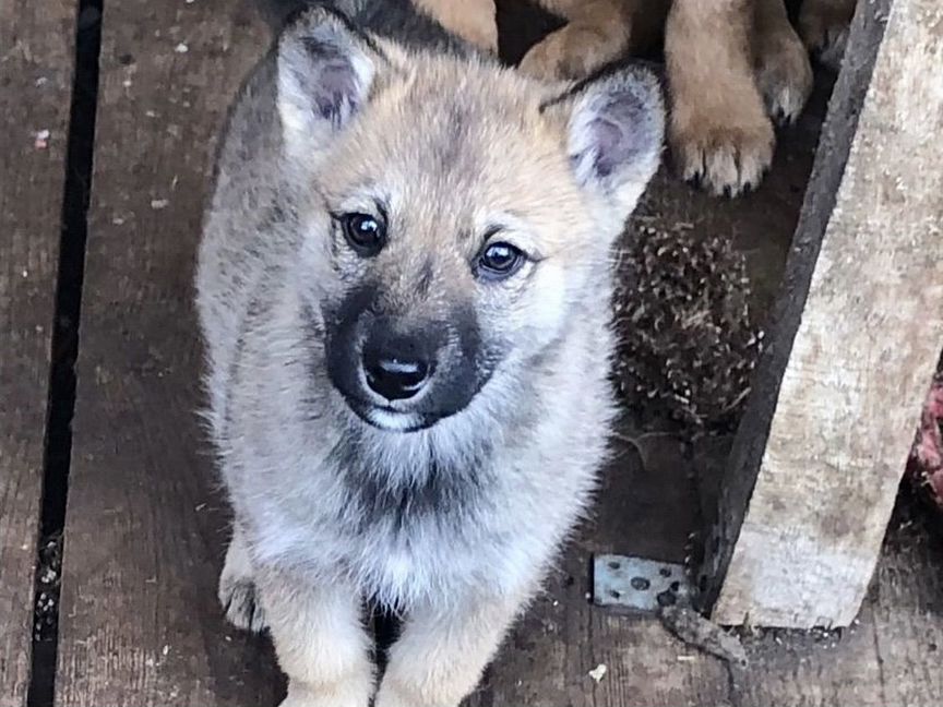 Щенки помесь лайки