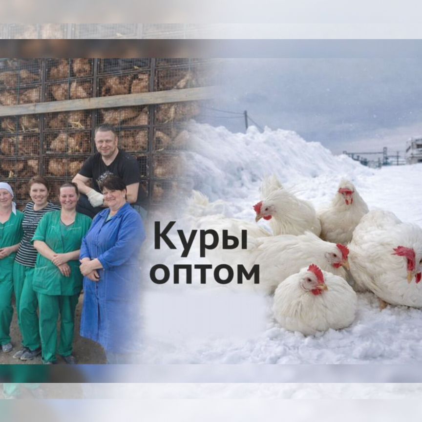 Проверенные несушки Доминант