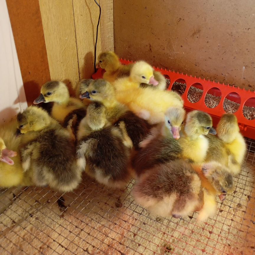 Гусята суточные