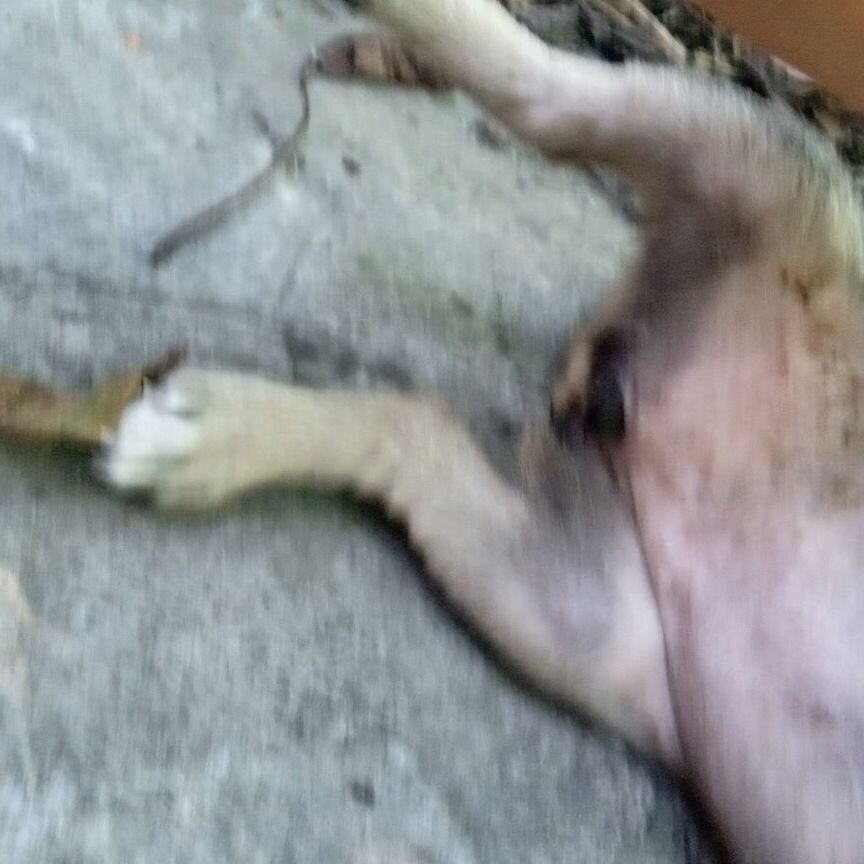 Щинки маленькой собачки