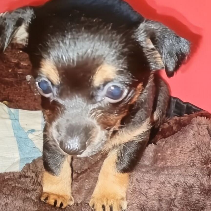 Русский той-терьер, щенок