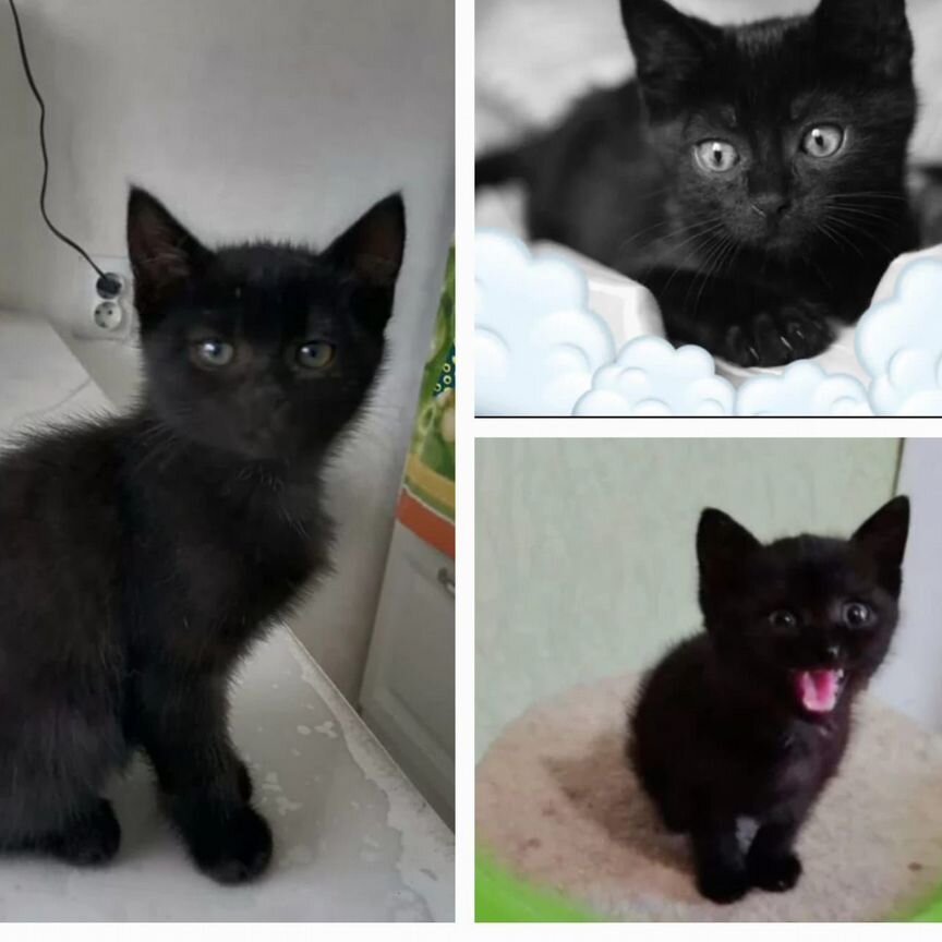 Чудесная,забавная малышка мурлыка и игрунья