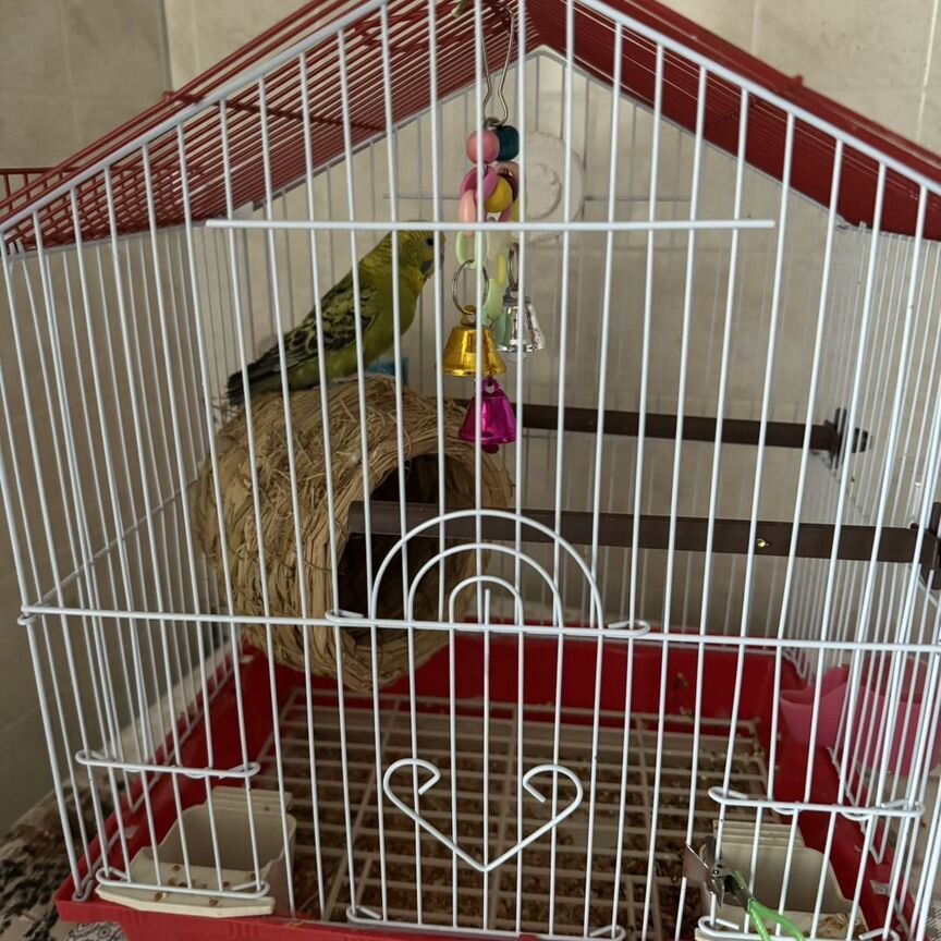 Продам волнистого попугая с клеткой
