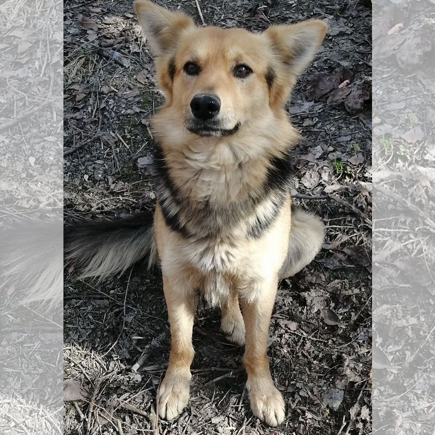 Собака в добрые руки