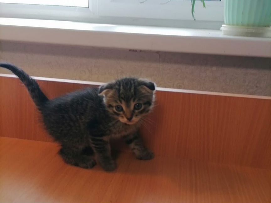 Британская вислоухая кошка