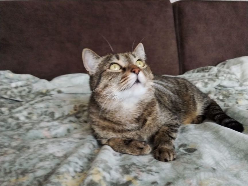 Ласковый котик Рысик в поисках дома