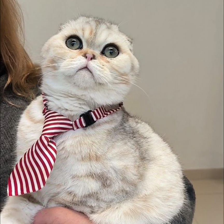 Шотландская шиншилла