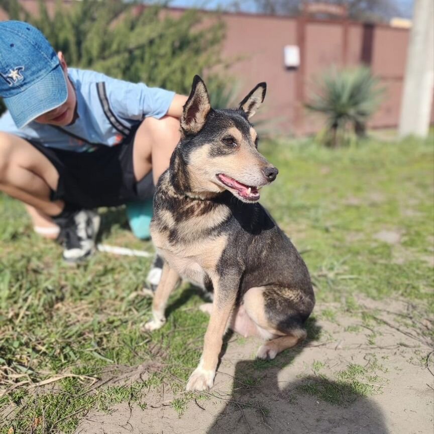 Отдам в добрые руки