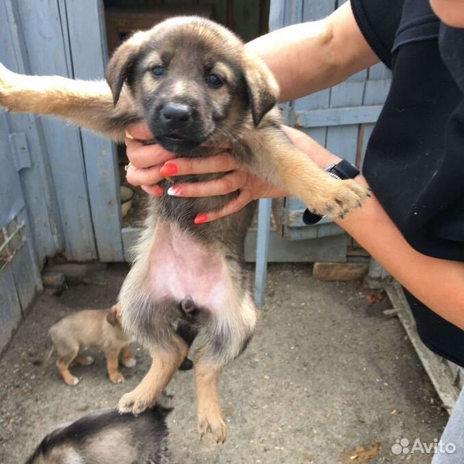 Чудесные детки в добрые руки