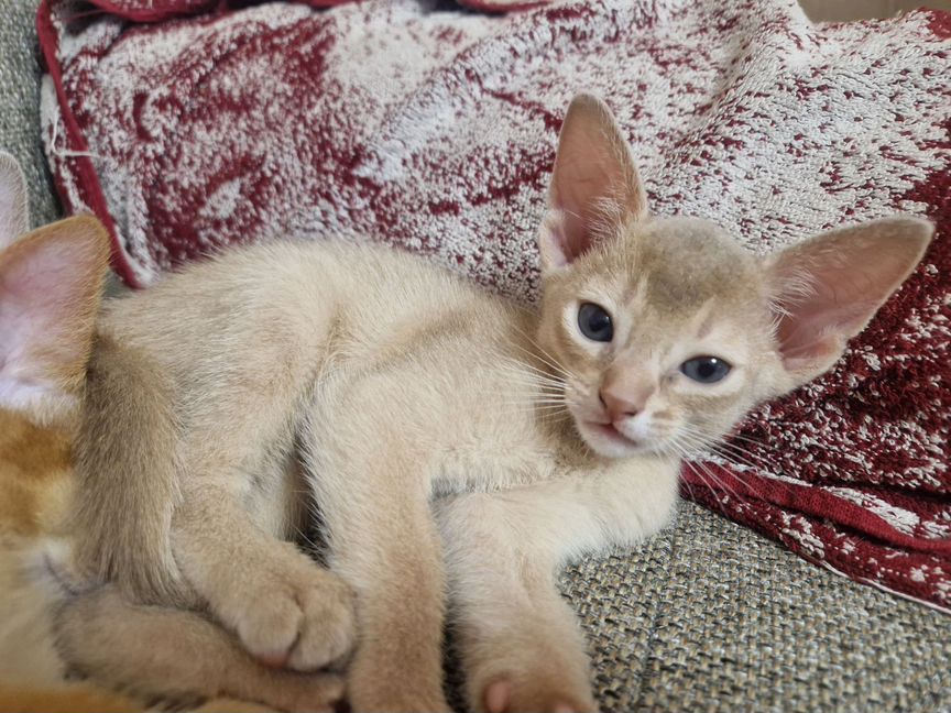 Абиссинский котик