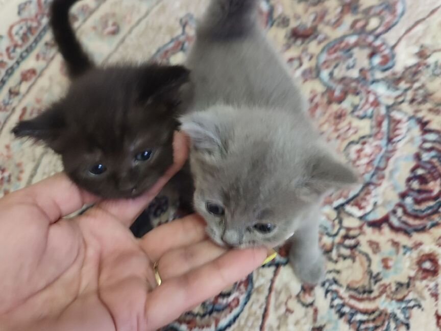 Котята