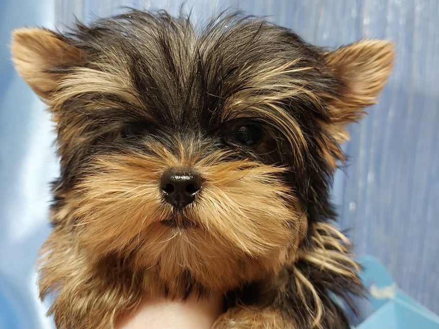 Забавный карапуз