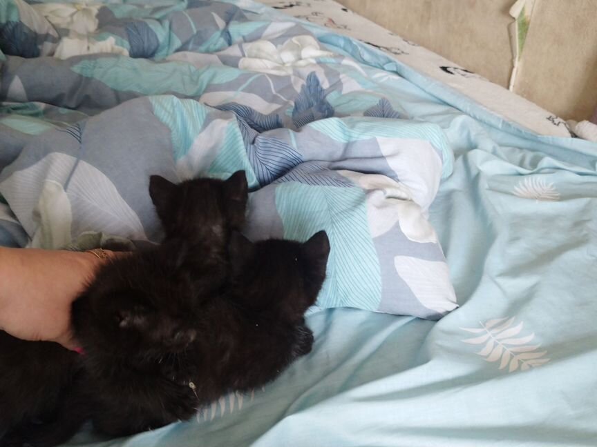 Домашние животные котята