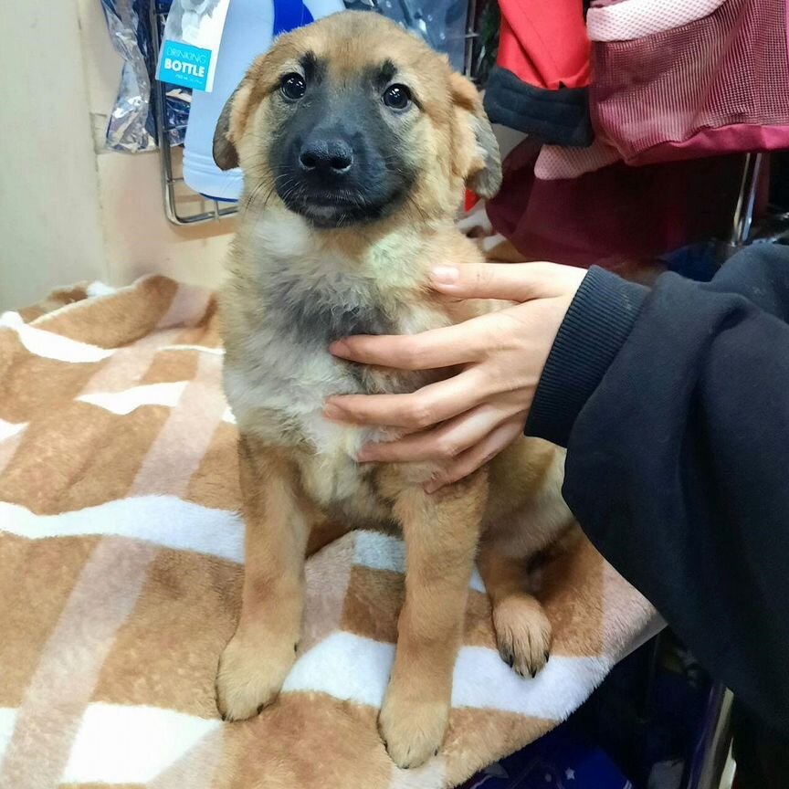Щенок в добрые руки