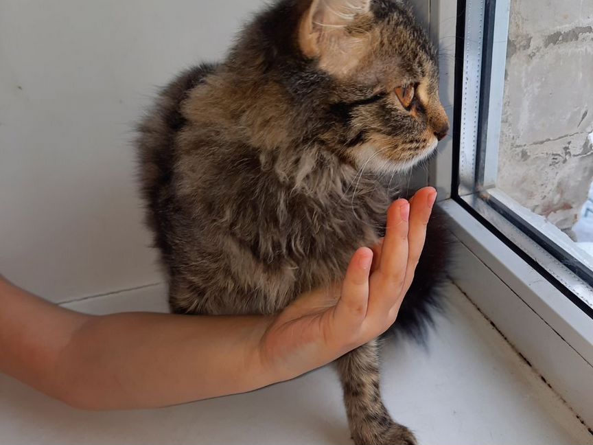 Кошка