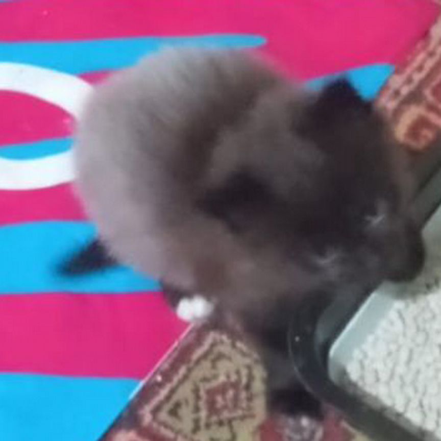 Кот в хорошие руки
