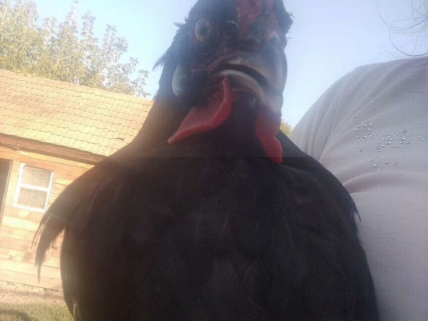 Французские курочки Ла Флеш (рогатые куры)