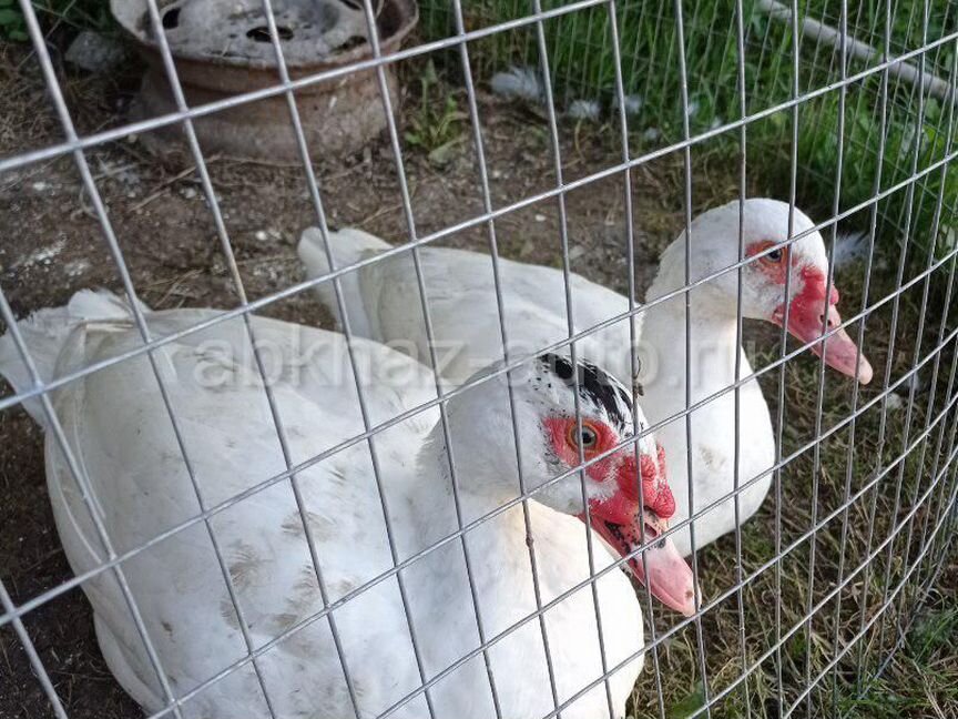 Индоутка мускусная утка