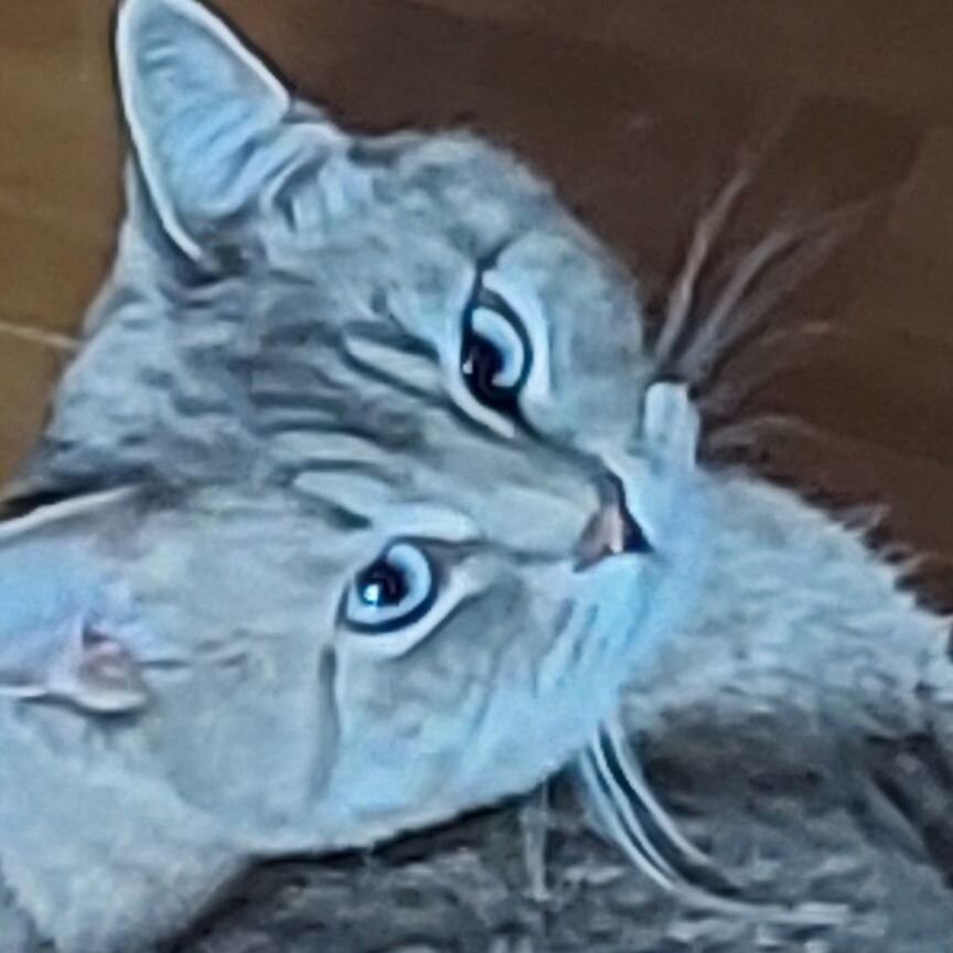 Отдам кота в добрые руки