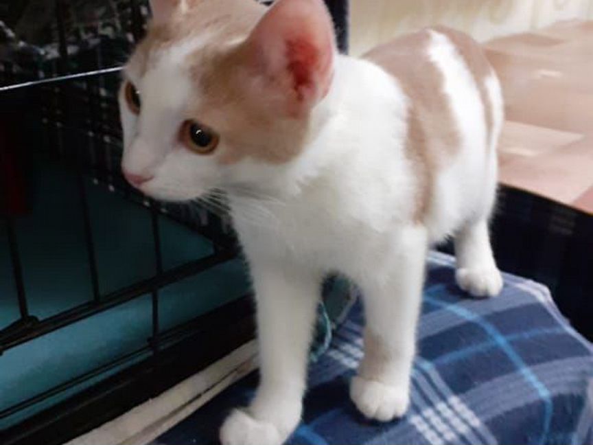 Котёнок Симба