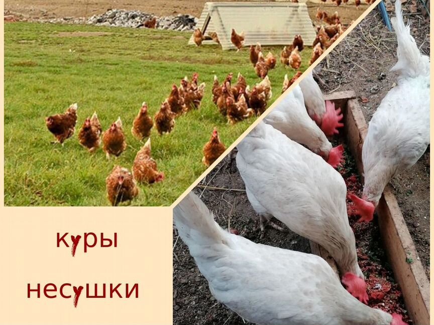 Куры несушки леггорн и другие