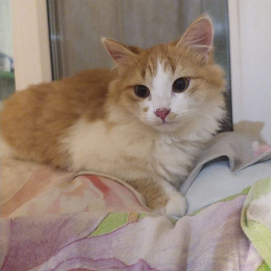 Мальчик ищет семью