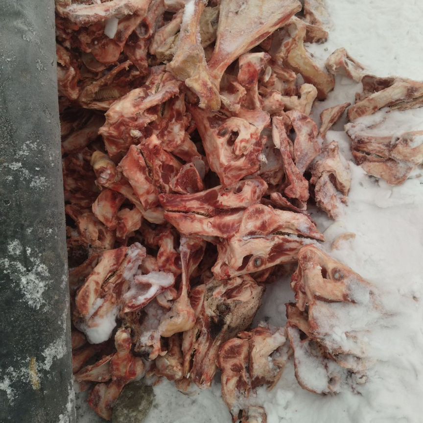 Корм для собак