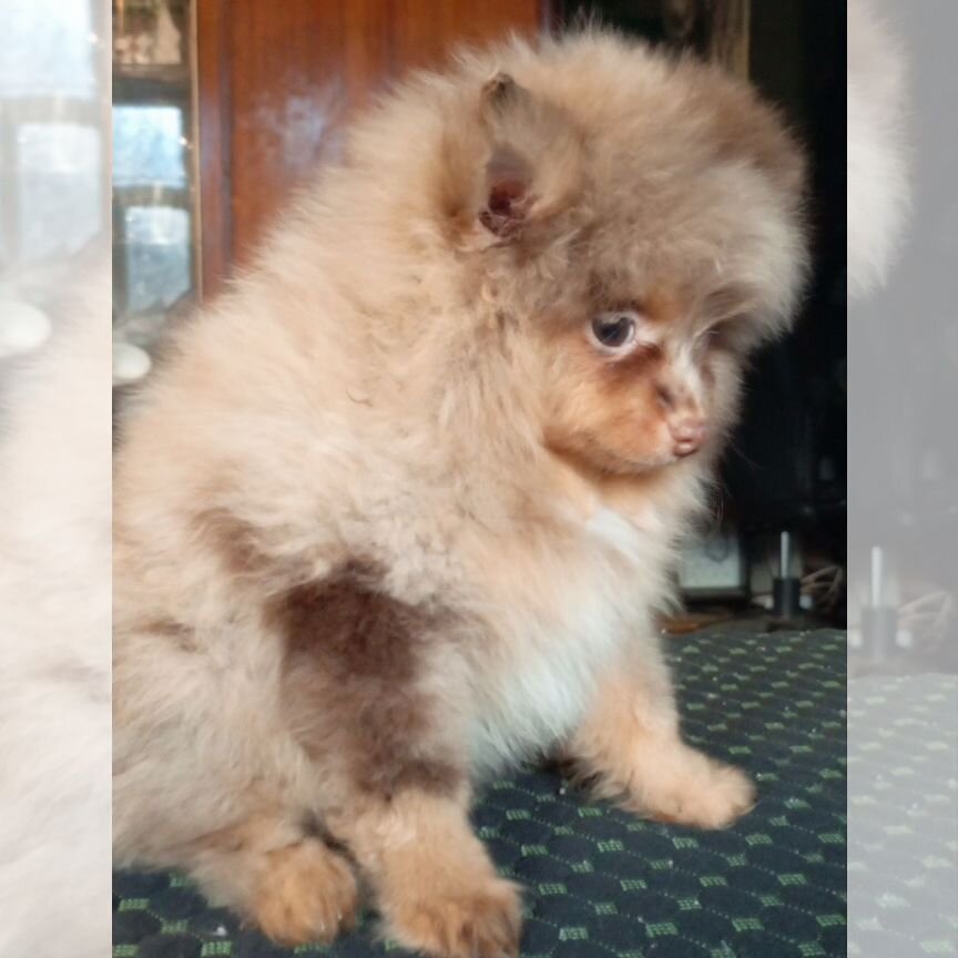 Померанский шпиц, щенок