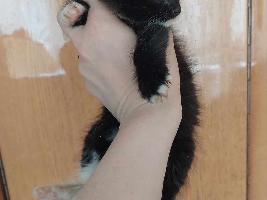 Мальчик котёнок в добрые руки