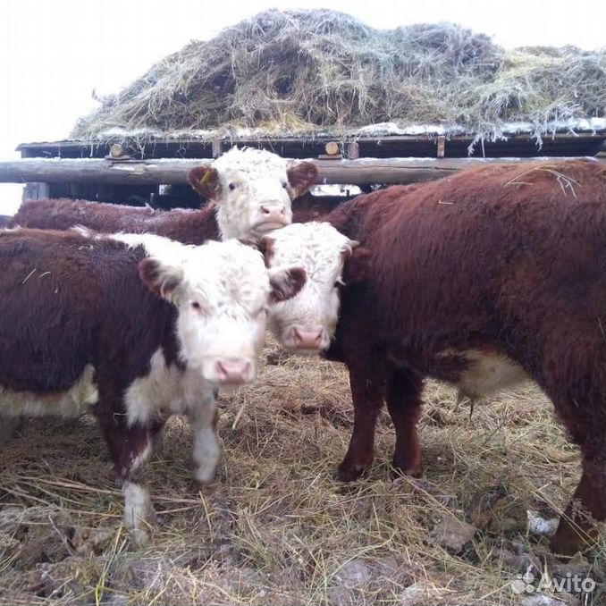Бычки, телки (герефорд, сементалы)