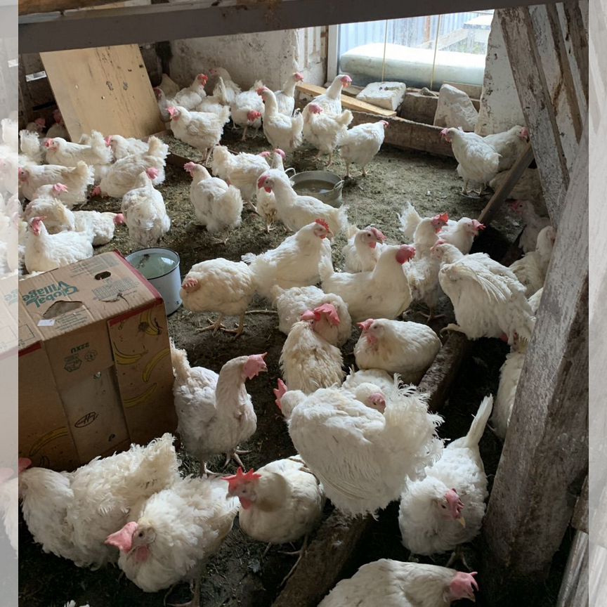 Куры молодки и несущие яйцо на свободе