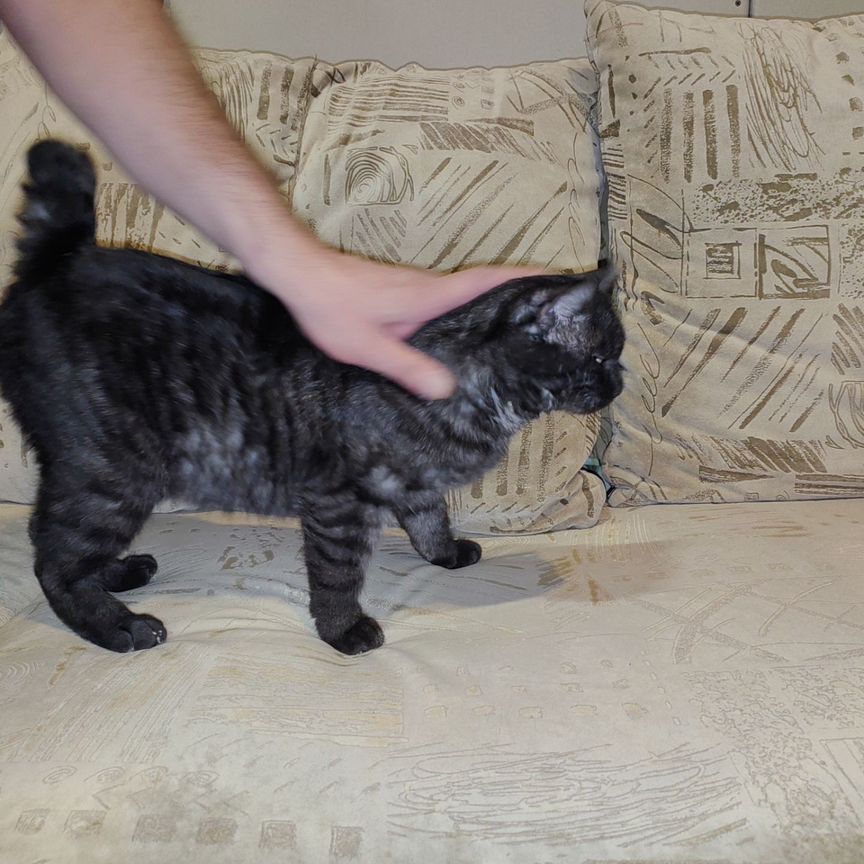 Кот курильский бобтейл