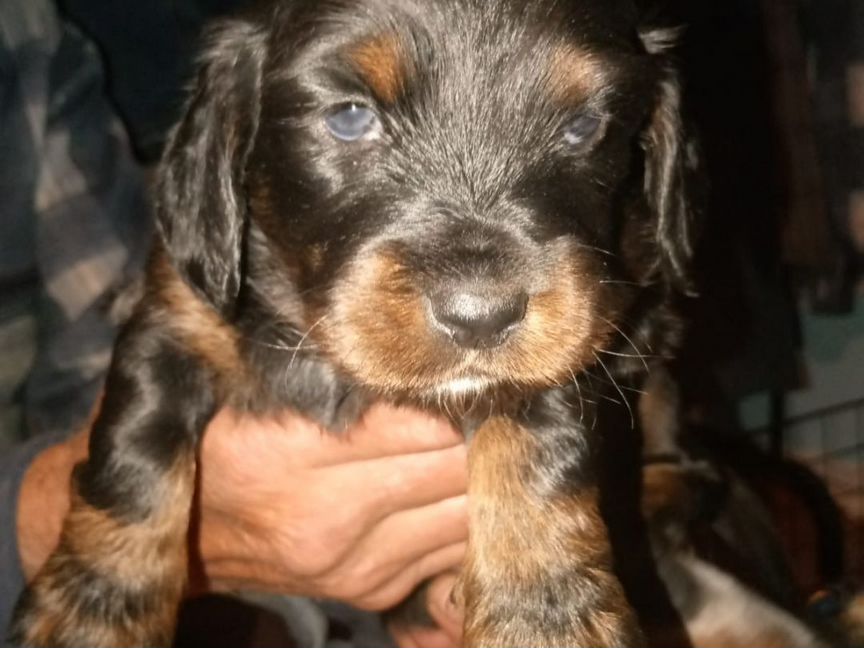 Щенки таксы стандартные