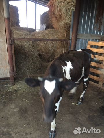 Телята телочки