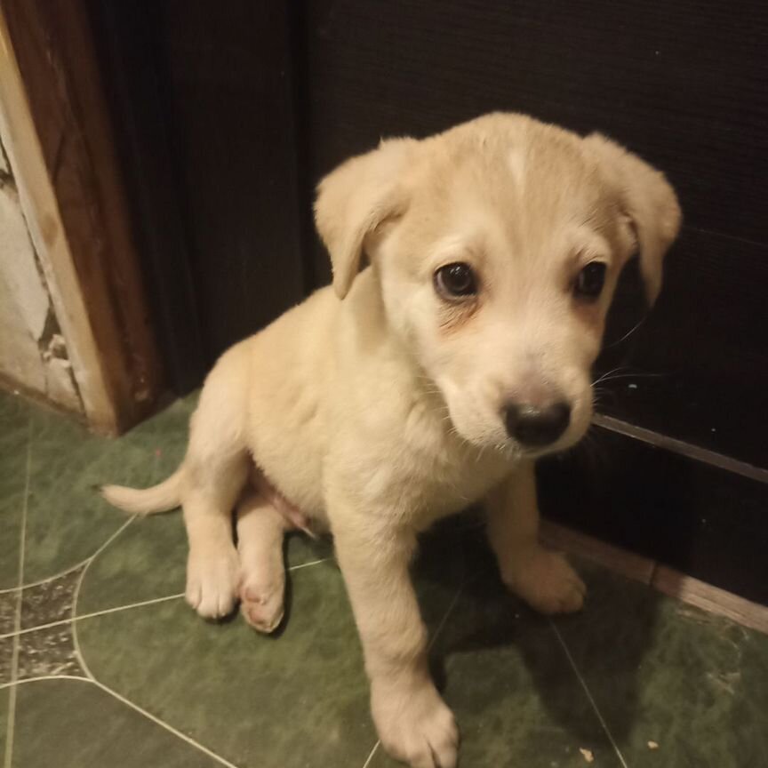 Щенки дворняжки мальчик