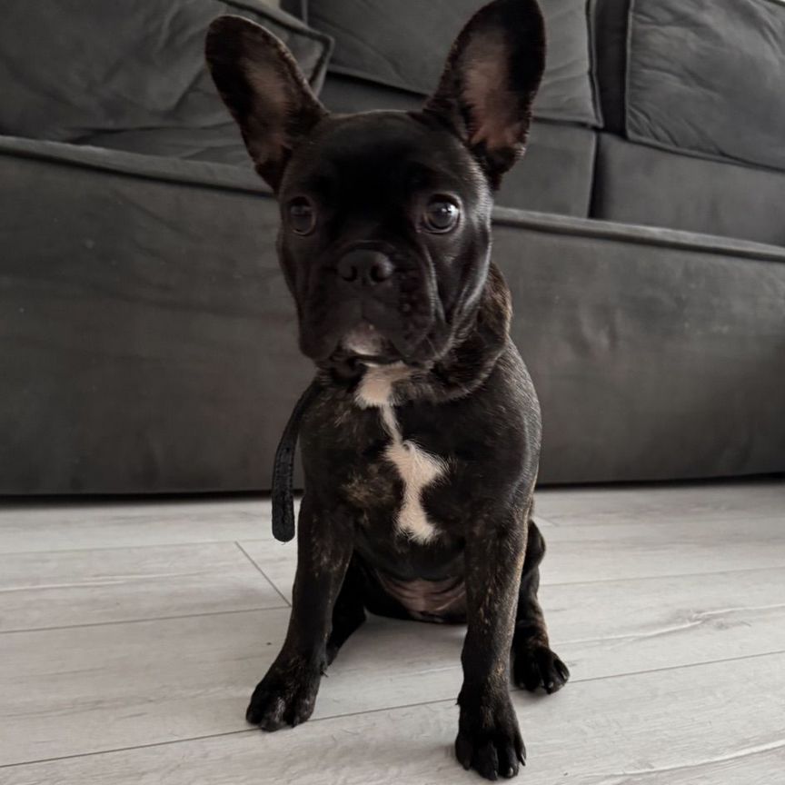 Французский бульдог