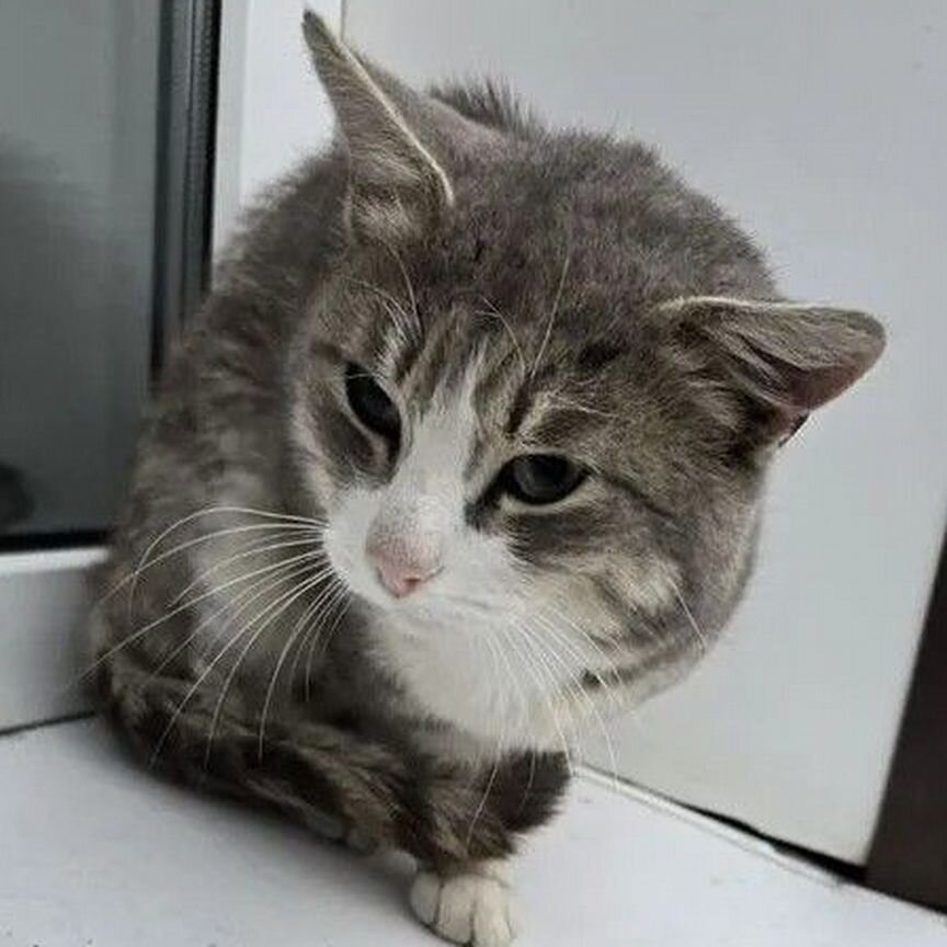Кот в добрые руки
