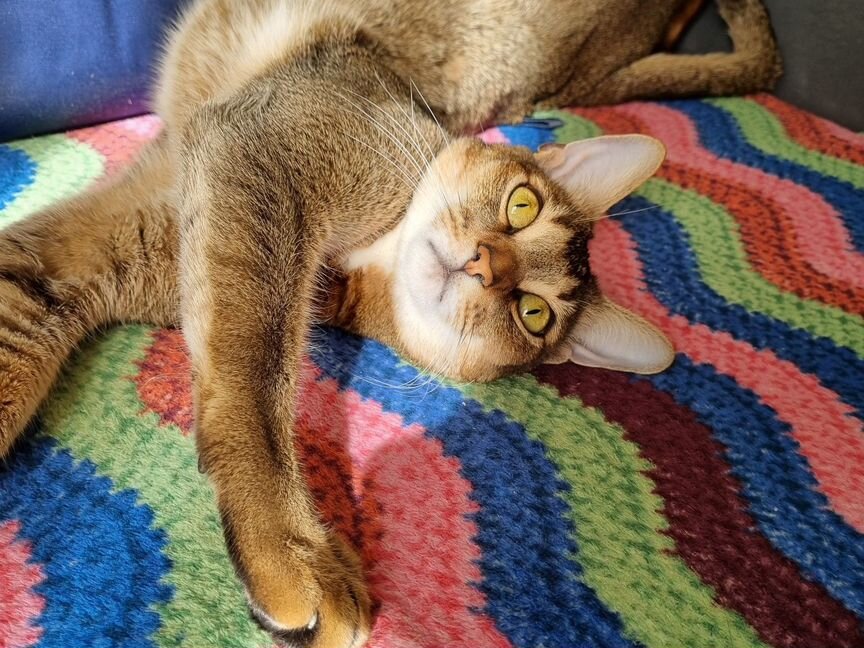 Абиссинский кот