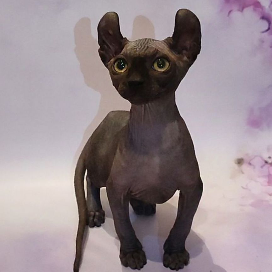 Канадский сфинкс котёнок