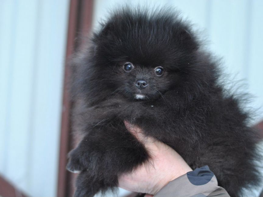 Щенки померанского шпица