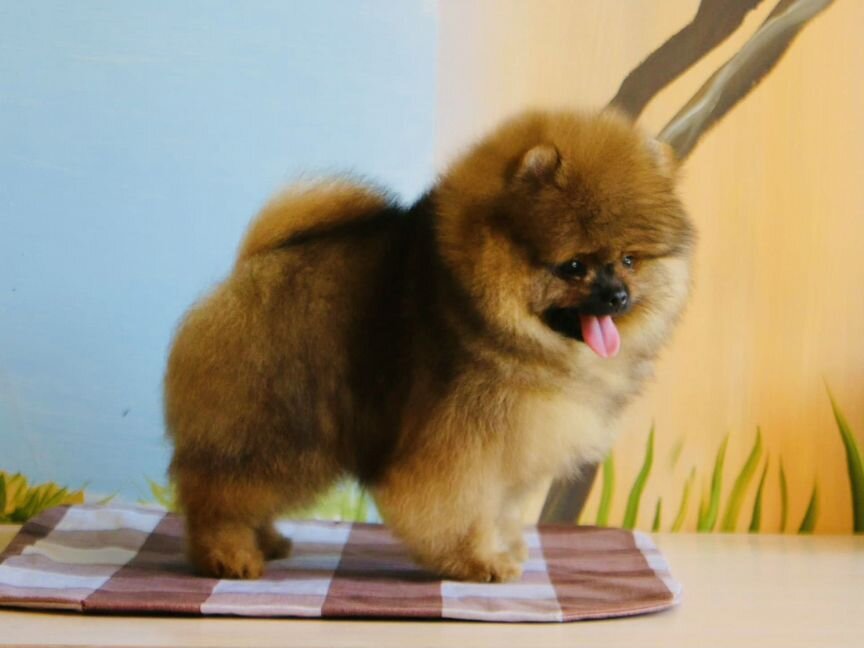 Шикарная девочка. Дочка Чемпиона РКФ