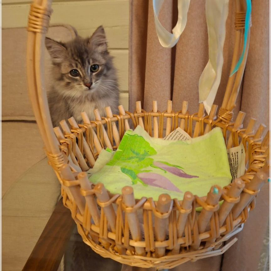 Котёнок в добрые руки