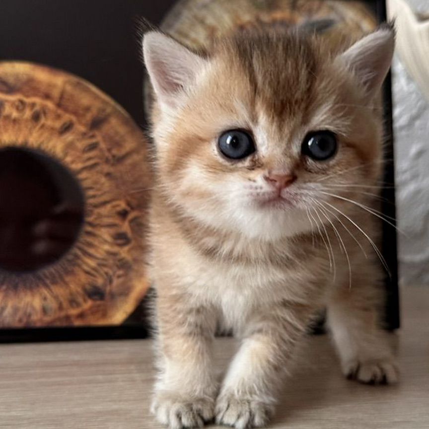 Британский короткошёрстный котёнок