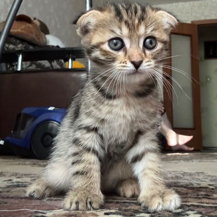 Шотландский вислоухий короткошёрстный котёнок